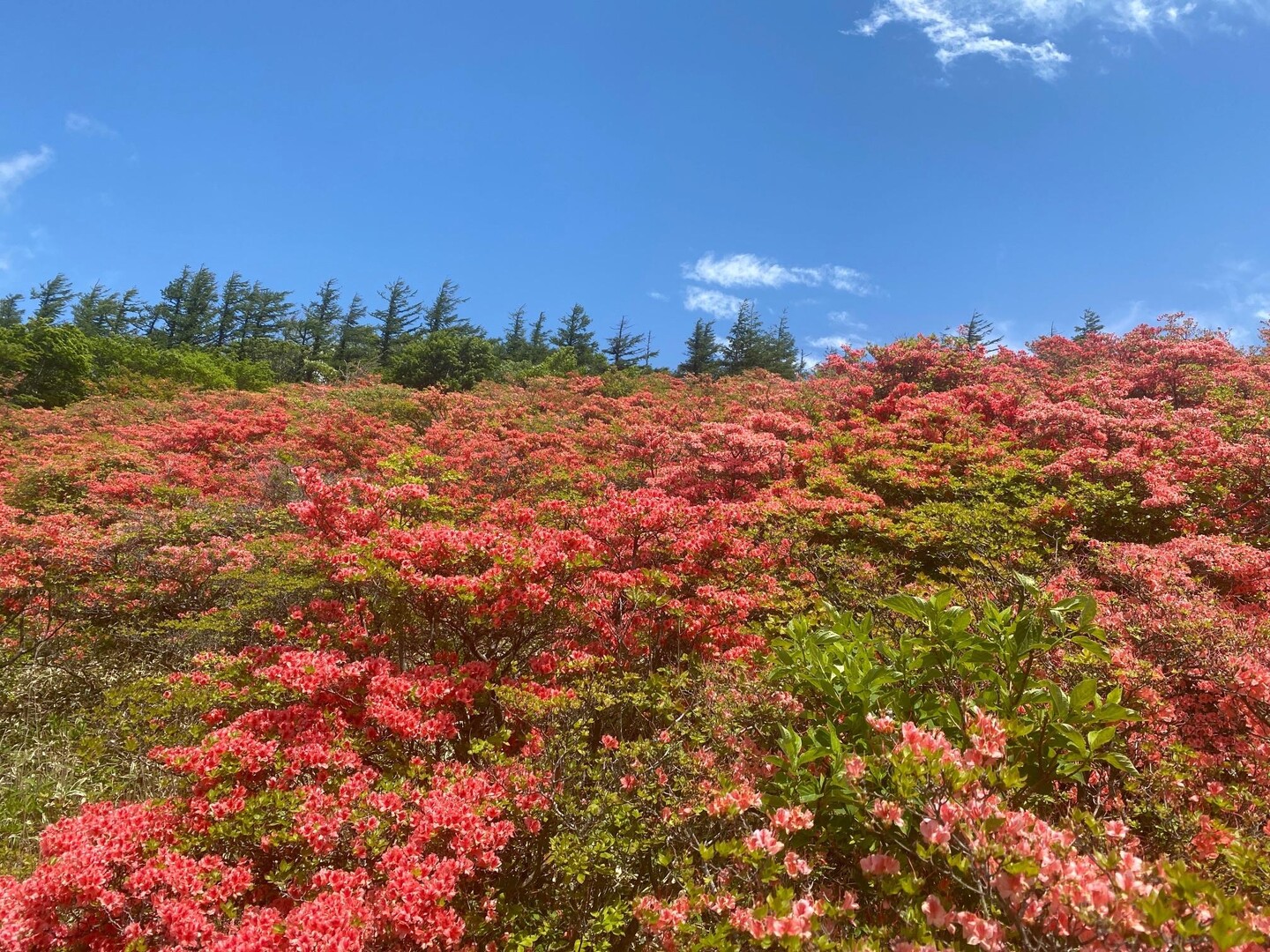 五葉山 / namさんの五葉山・愛染山の活動データ | YAMAP / ヤマップ