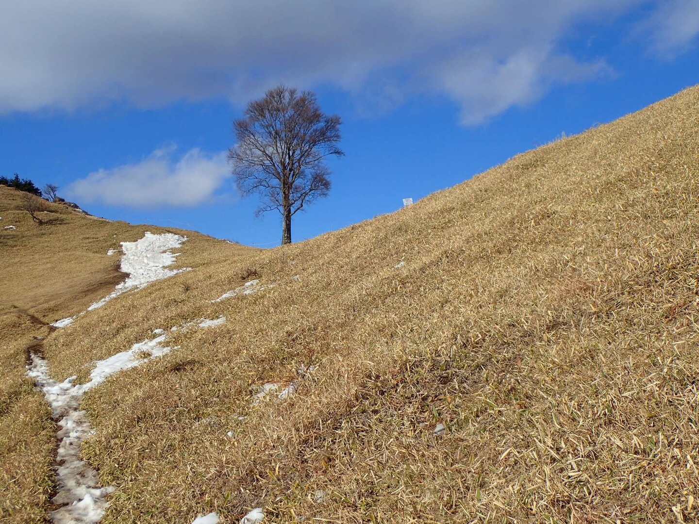 2022年初登山は、孤高のブナ詣で～ ️... / METAL-渓山さんのモーメント | YAMAP / ヤマップ