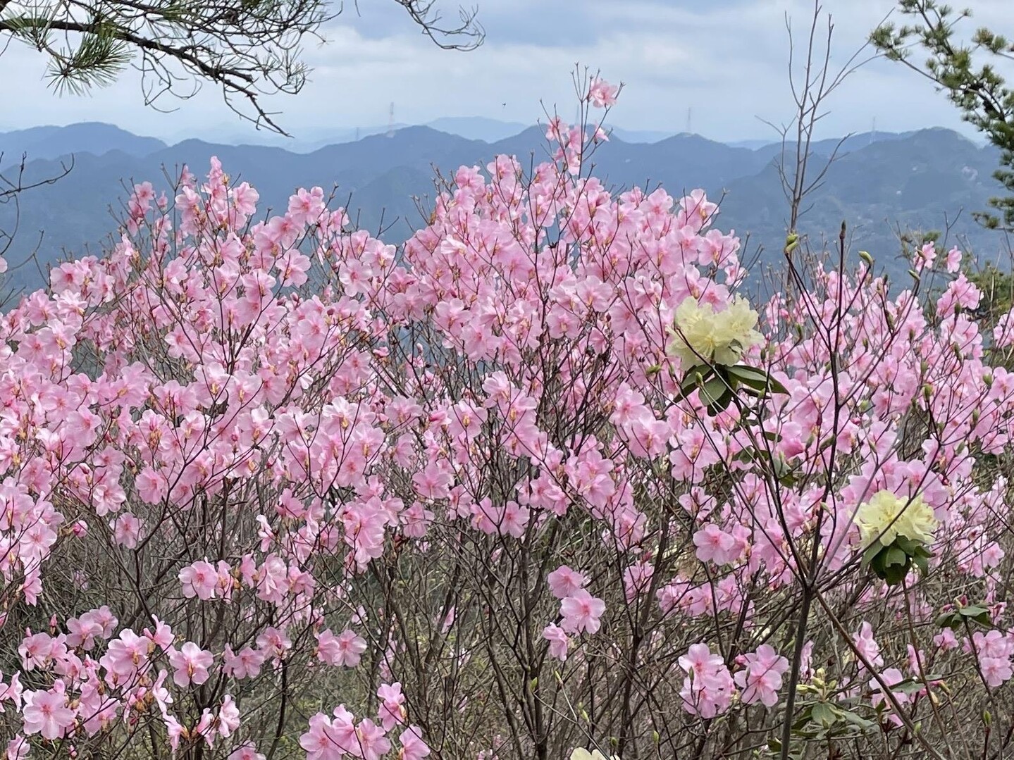 納古山 / M K1218さんの納古山の活動データ | YAMAP / ヤマップ
