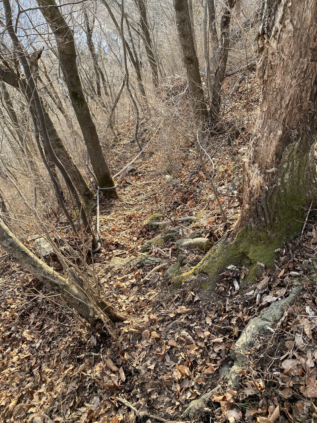 Gentil15さんの投稿したフィールドメモ | YAMAP / ヤマップ