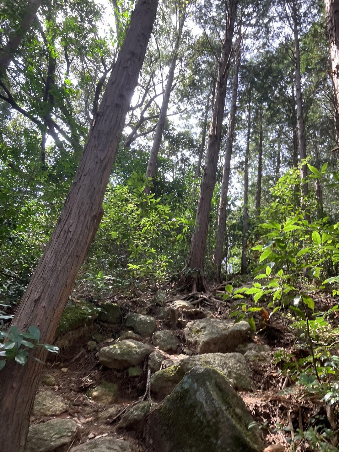 六所山・炮烙山 / shuさんの六所山・炮烙山の活動データ | YAMAP / ヤマップ