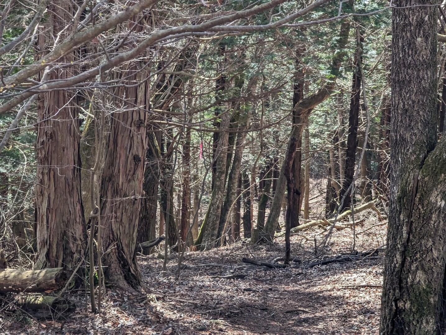 mz37さんの投稿したフィールドメモ | YAMAP / ヤマップ