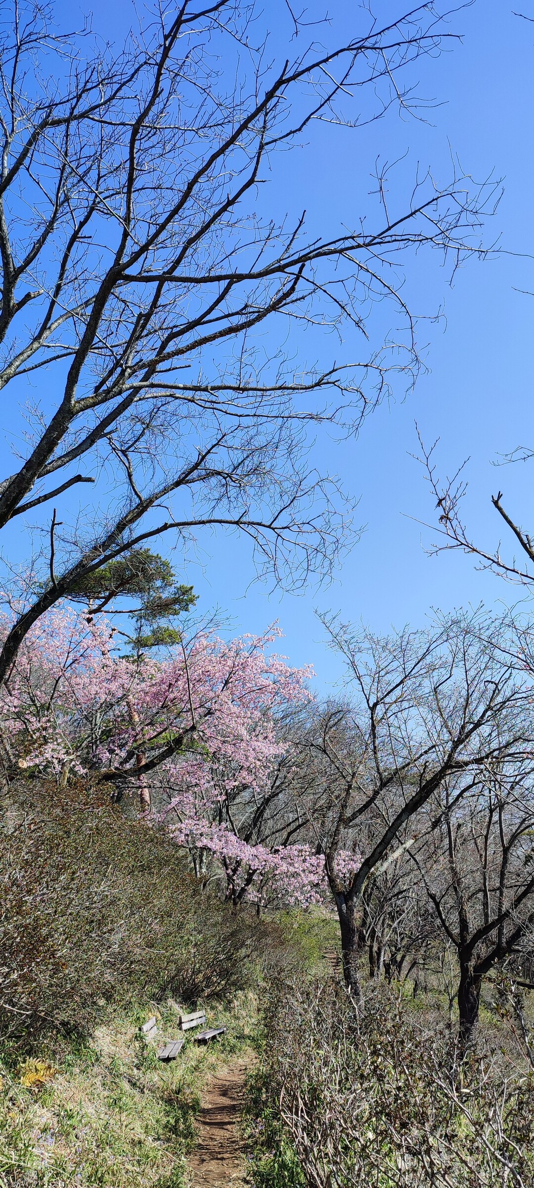 機神山・鏡山・両崖山・大岩山 / yanさんの両崖山・仙人ヶ岳・石尊山の活動データ | YAMAP / ヤマップ