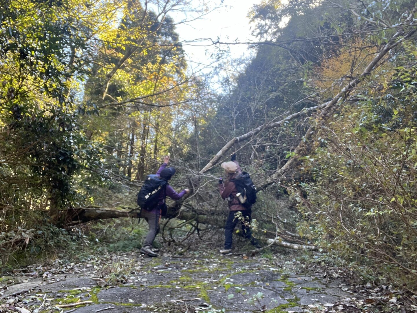 牛の峠 / tomomiさんの牛の峠の活動データ | YAMAP / ヤマップ
