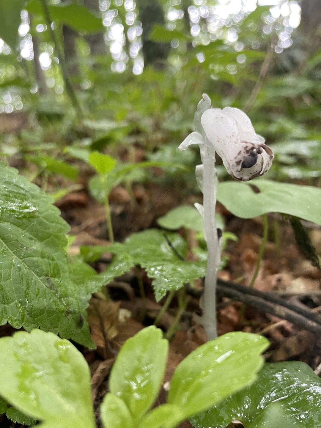瀞台（馬追山）・長官山 / akorenaさんの馬追丘陵・長官山・瀞台（馬追山）の活動データ | YAMAP / ヤマップ