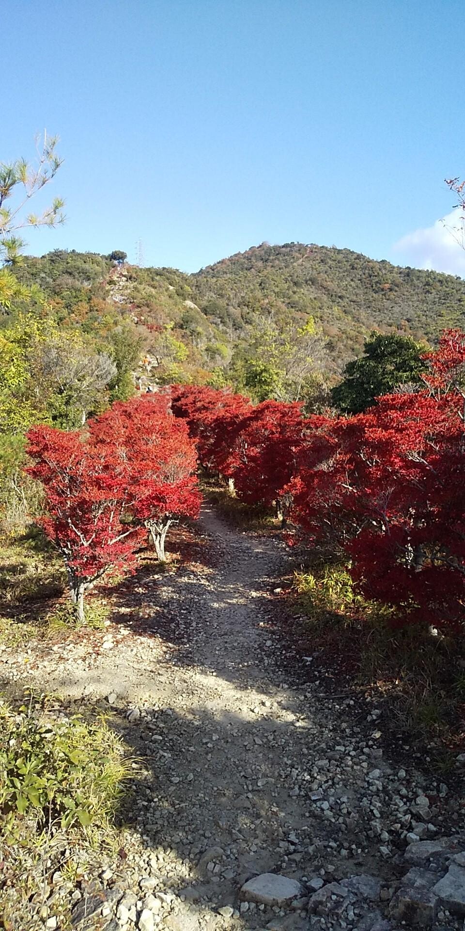雄鷹台山・後山 / すまビーチさんの雄鷹台山の活動データ | YAMAP / ヤマップ