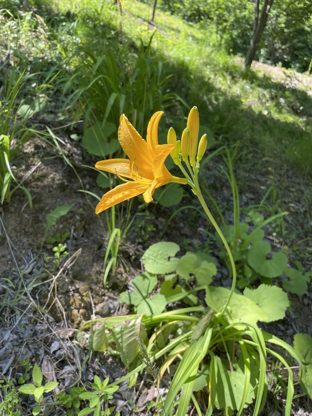 北山 / ga -koさんの甑岳・楯山の活動日記 | YAMAP / ヤマップ