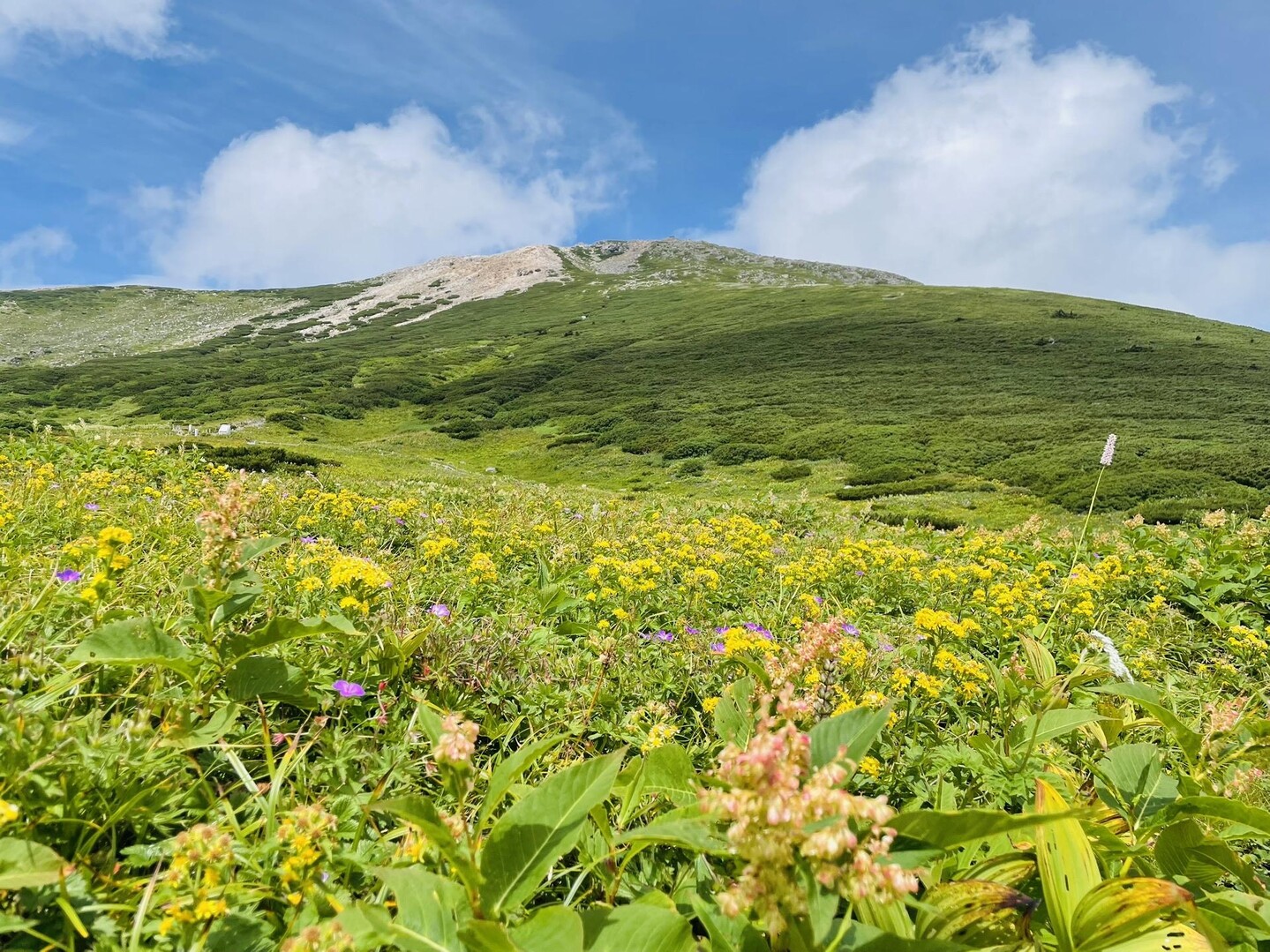 花の白山*:..｡ * / m_ayaさんの白山・別山・銚子ヶ峰の活動データ | YAMAP / ヤマップ