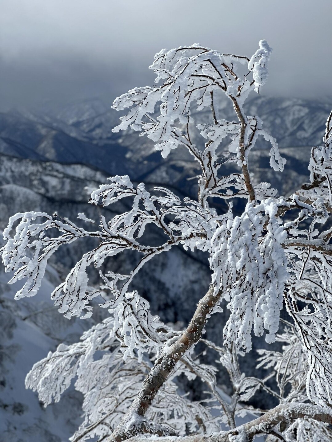 深谷ノ頭・前荒島岳・中荒島岳・荒島岳 / higeさんの荒島岳の活動データ | YAMAP / ヤマップ