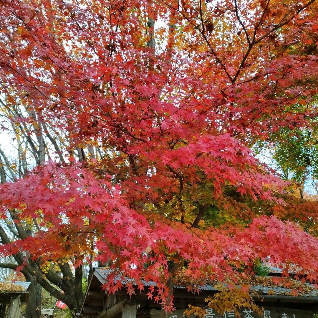 高尾トレ(高尾山口～上川乗BS) / keiさんの三頭山・槇寄山・土俵岳の活動データ | YAMAP / ヤマップ
