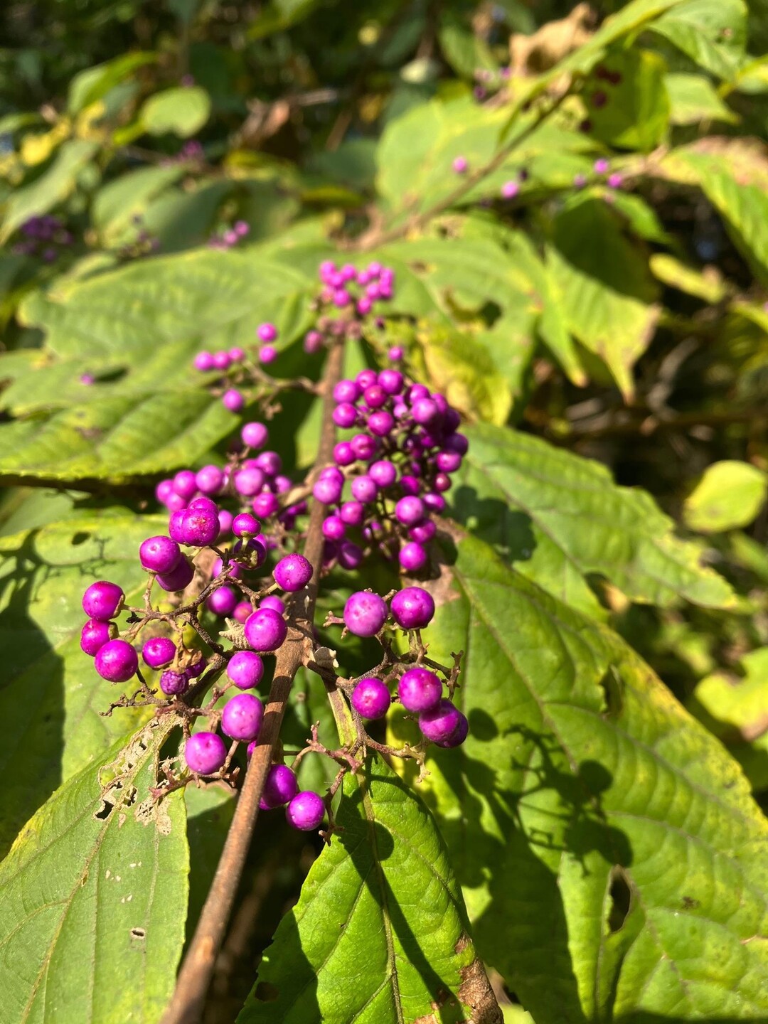 🌿AZUSA 🌸伍 🥾さんの投稿したフィールドメモ | YAMAP / ヤマップ
