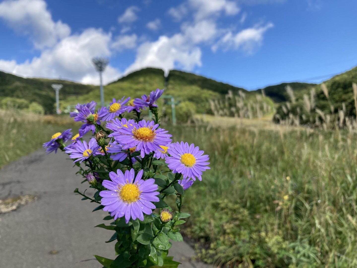 朝活藻岩山。。ちんたらチンタラ。。 / 2525bbさんの藻岩山の活動データ | YAMAP / ヤマップ