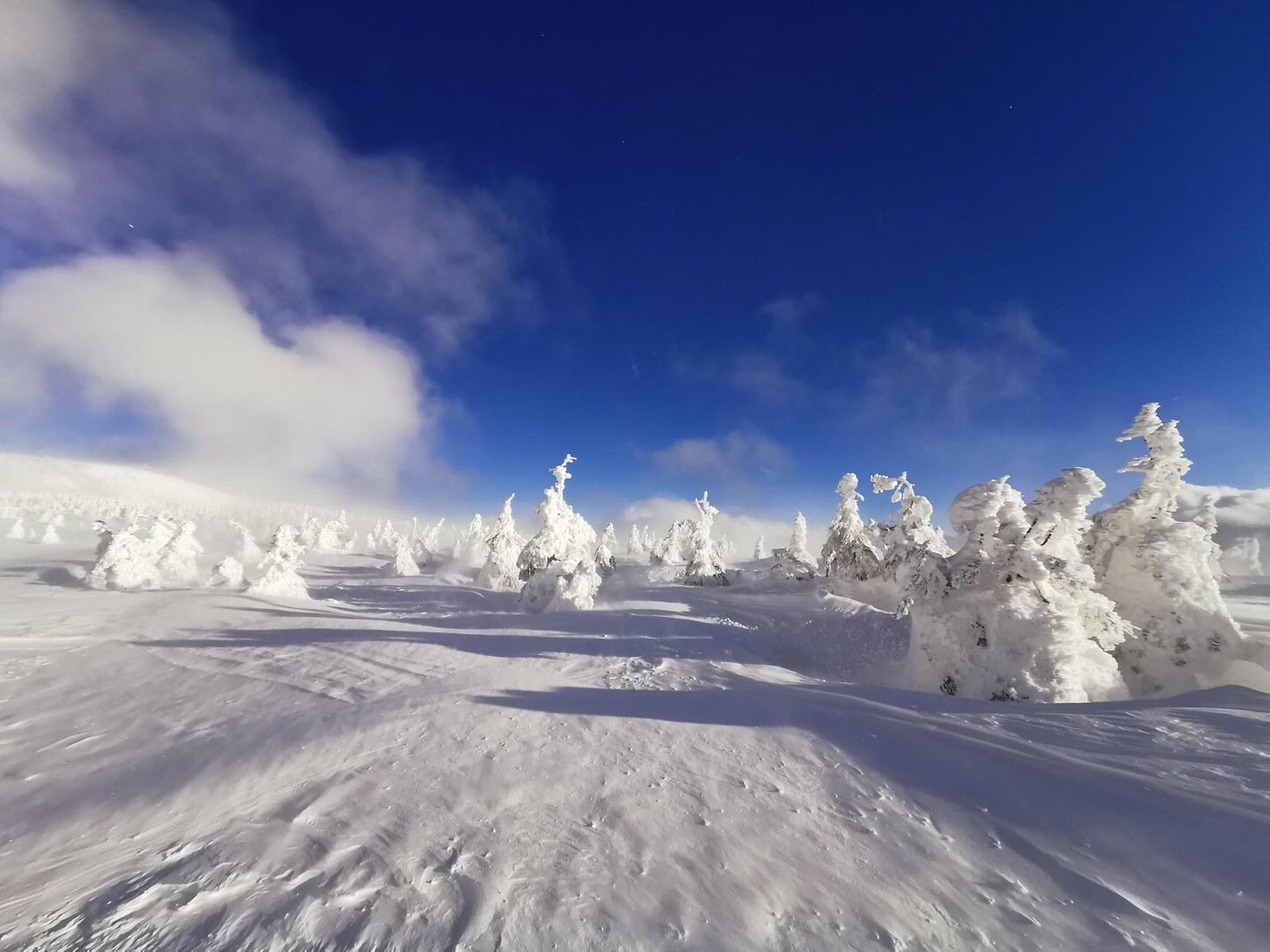 1月21日 蔵王仙人沢～刈田岳 BC SKI / やまぴさんの蔵王山・雁戸山・不忘山の活動データ | YAMAP / ヤマップ