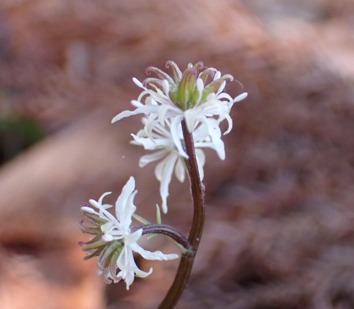 久し振りの太白山⛰️🌸 / fuuさんの太白山・萱ヶ崎山・蕃山の活動データ | YAMAP / ヤマップ