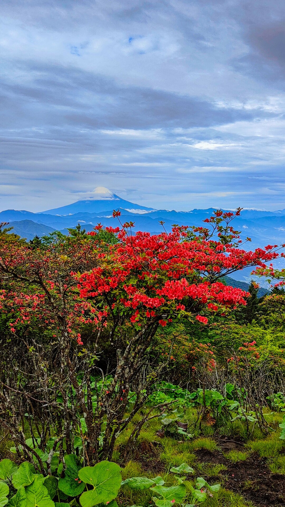 柳沢ノ頭・ハンゼノ頭 / nobo1274さんの倉掛山・鈴庫山・小倉山の活動データ | YAMAP / ヤマップ