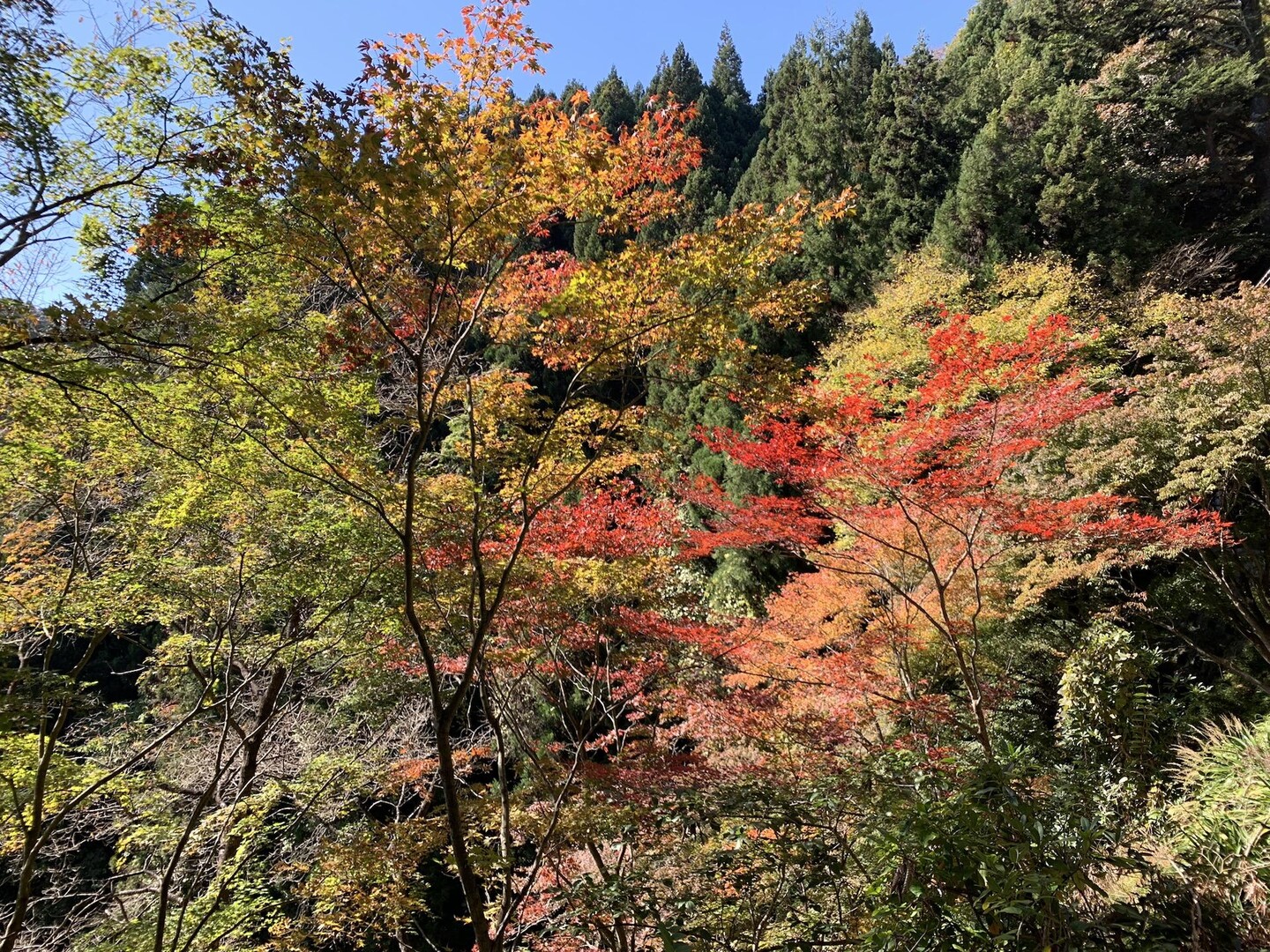 Get ready for the autumn foliage season! 三室山・要害山・高峰山・竜のヒゲ・日の出山・御岳山 / ひゃーちゃんさんの大岳山・御岳山・御前山の活動データ ...
