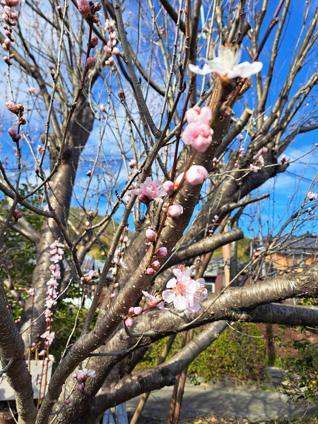 野や山でいろんな花が咲き始め、昨日、山... / petrusさんのモーメント | YAMAP / ヤマップ