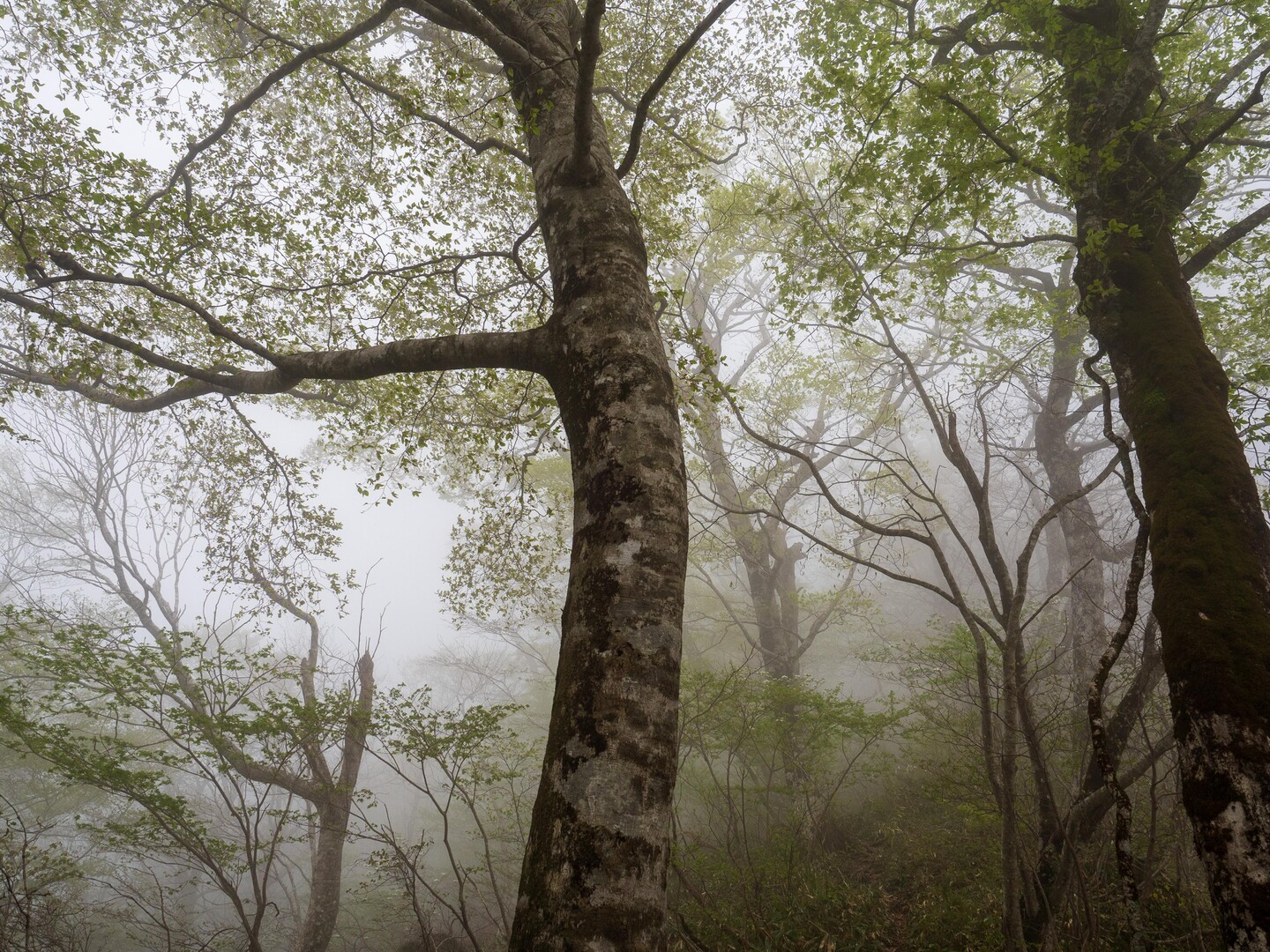 烏ヶ山と擬宝珠山のサンカヨウ / fujitacさんの烏ヶ山・象山（笹ヶ峰）の活動データ | YAMAP / ヤマップ