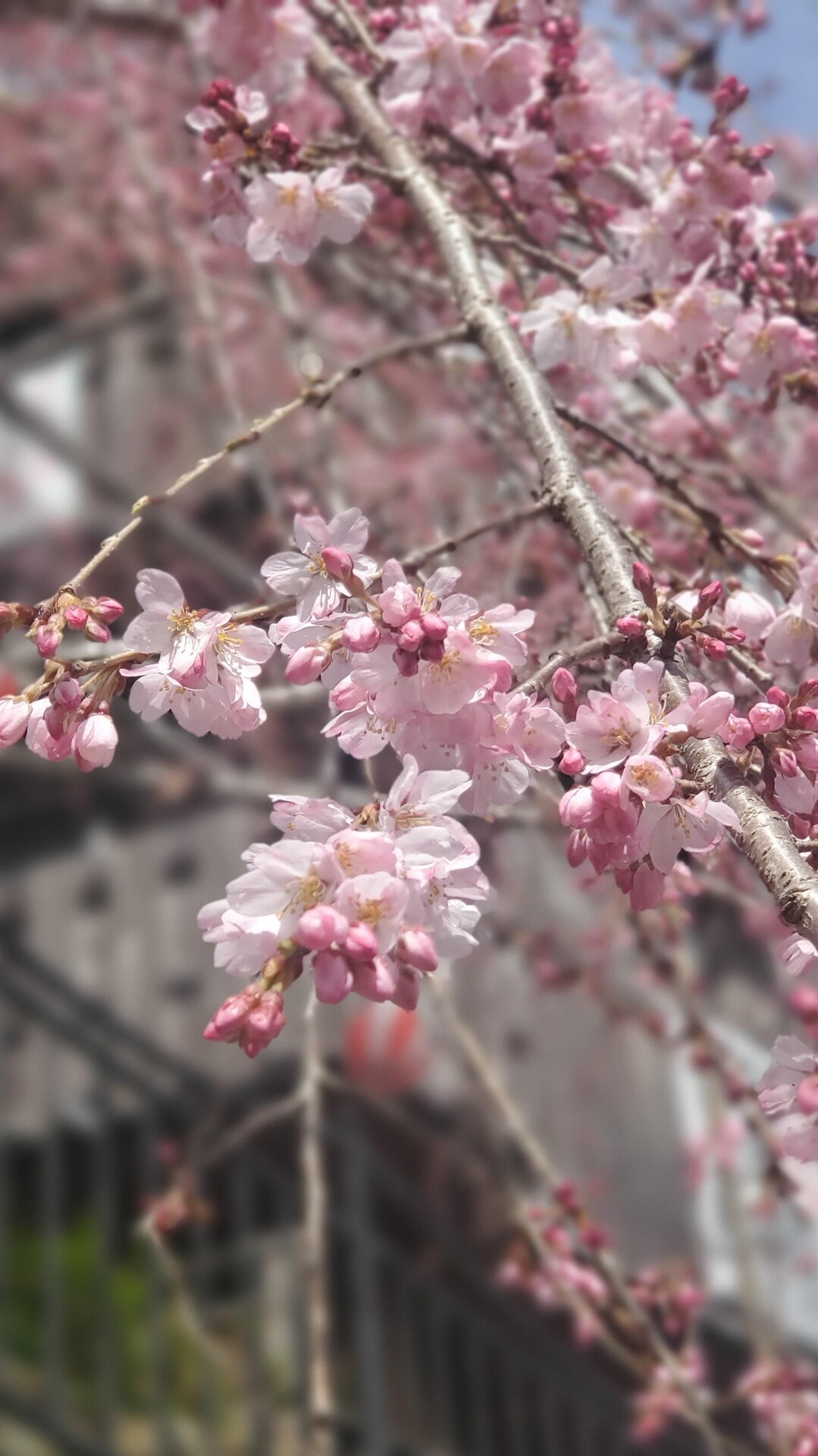 神戸市有馬温泉 枝下桜🌸 2024.3... / ららさんのモーメント | YAMAP / ヤマップ