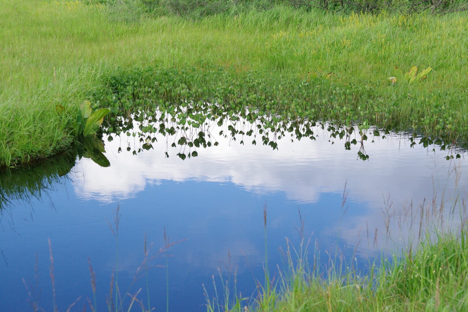 八甲田山・弘前アップル🍎パイ祭 / pockyさんの八甲田山・高田大岳・雛岳の活動データ | YAMAP / ヤマップ