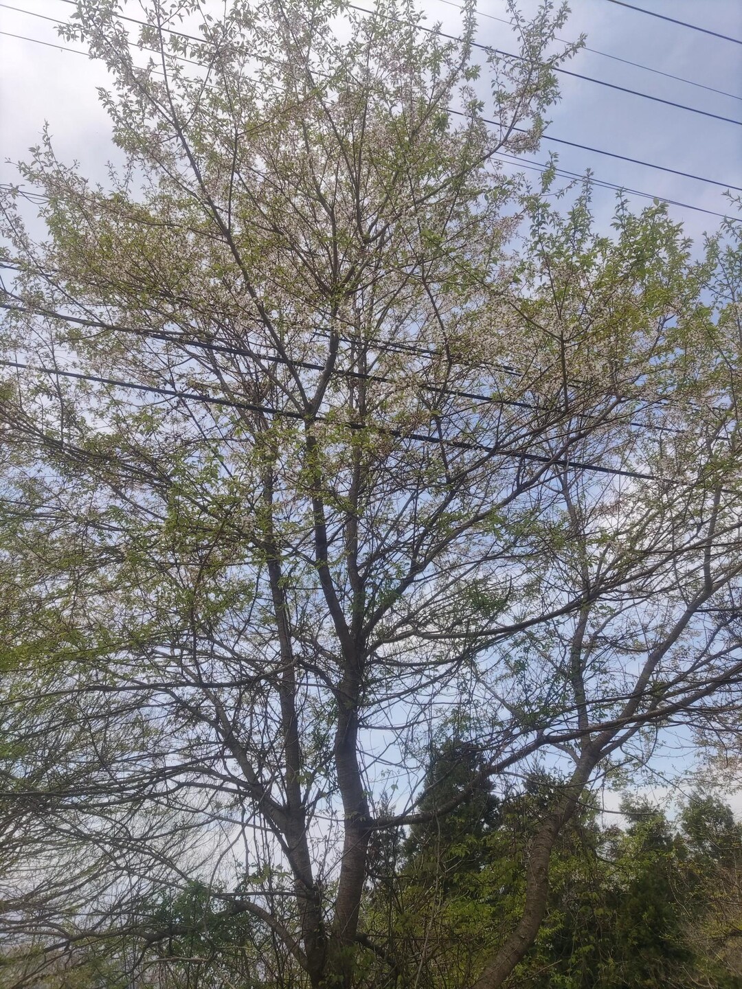 皆野30k試走 / kleternさんの簑山の活動データ | YAMAP / ヤマップ