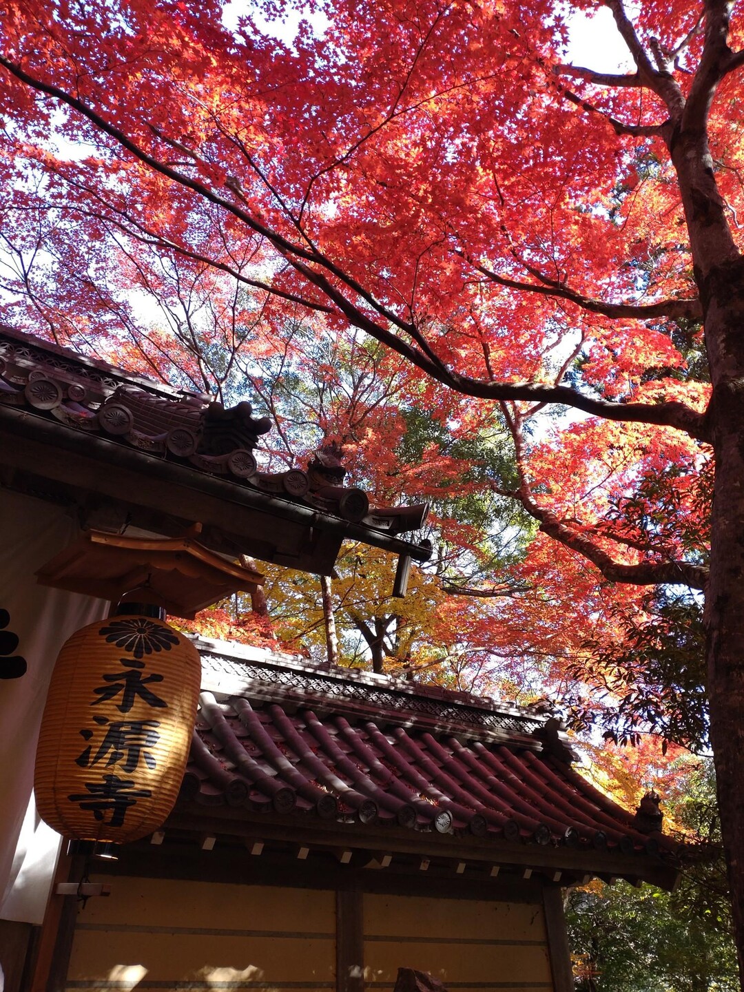 永源寺 / potiさんの日本コバの活動データ | YAMAP / ヤマップ