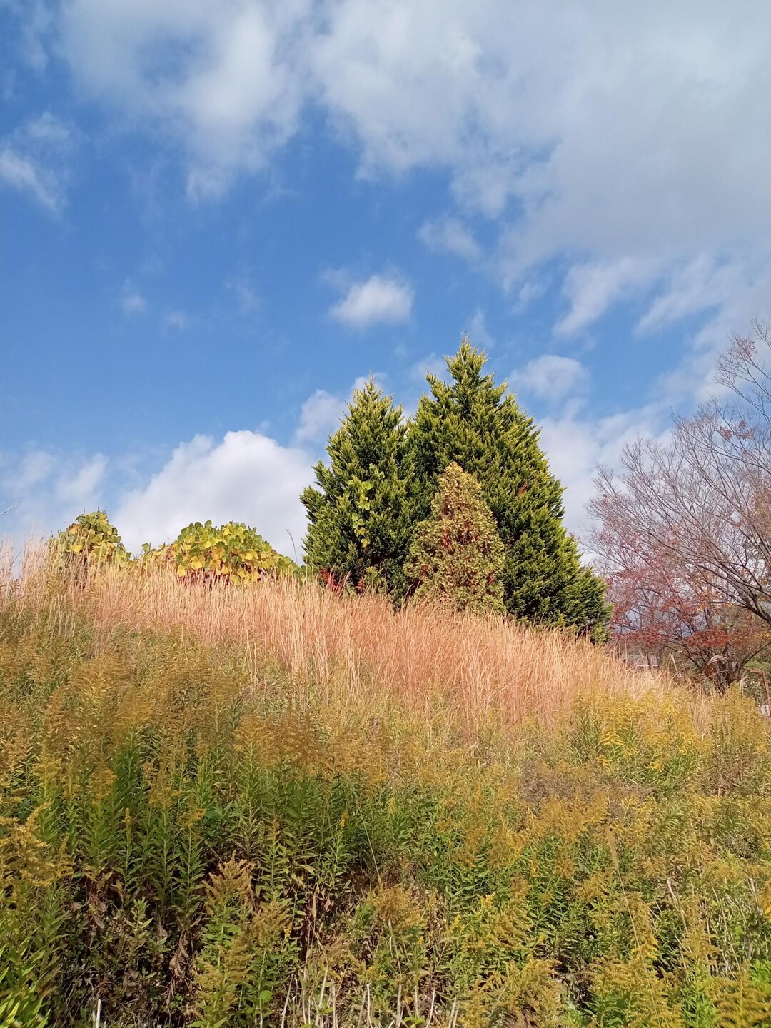 歩こう歩こう私は元気！ / yuusenさんのモーメント | YAMAP / ヤマップ