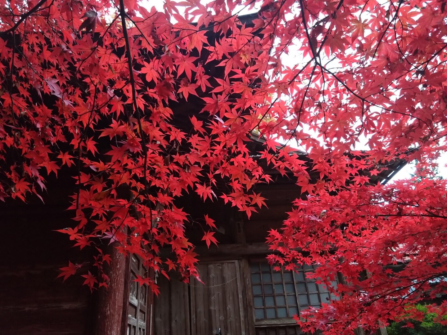 大山 / NKさんの塔ノ岳・丹沢山・蛭ヶ岳の活動データ | YAMAP / ヤマップ