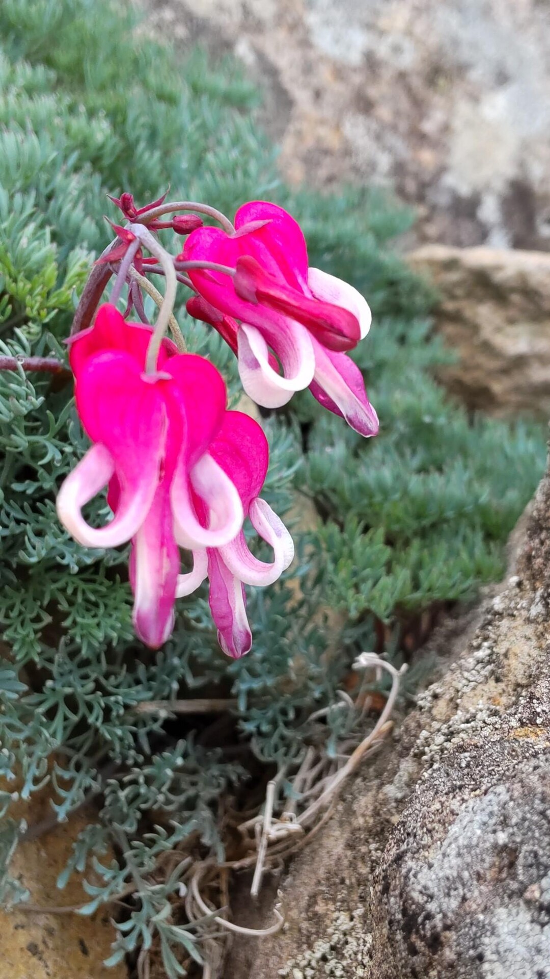 篭の塔山～池ノ平湿原🍀 / 🍀makokazu🍀さんの湯ノ丸山・角間山・鍋蓋山の活動データ | YAMAP / ヤマップ