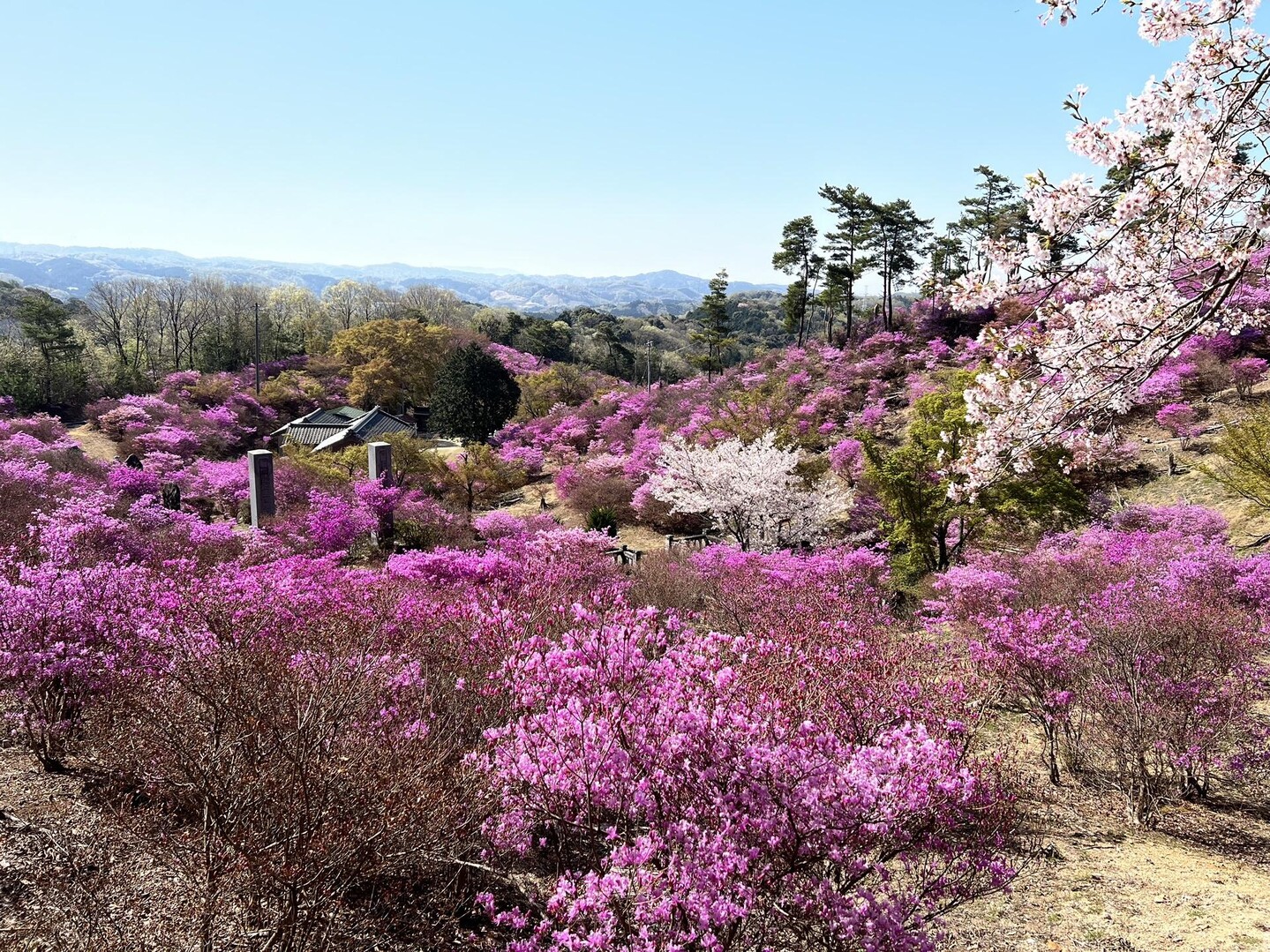 その名は‥大谷 ️山へ？？ / Naope!さんの大谷山の活動データ | YAMAP / ヤマップ