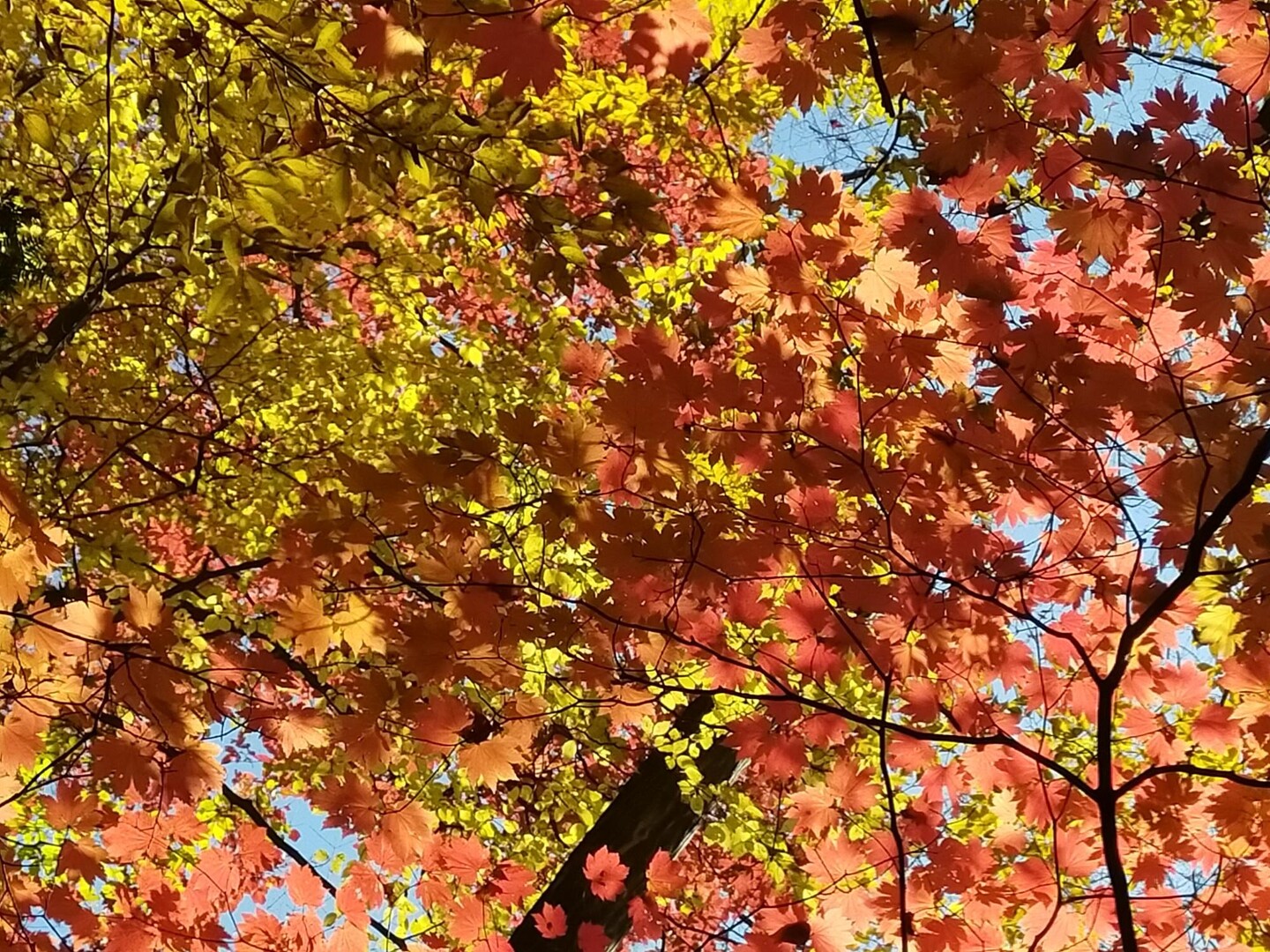 中ノ岳神社から中間道を半分だけ-2024-11-17 / Berryさんの妙義山・天狗岳・相馬岳の活動データ | YAMAP / ヤマップ