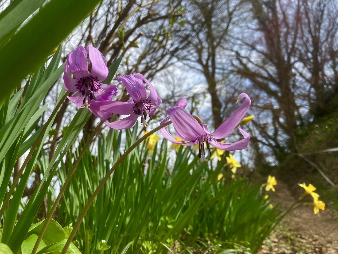 久々の西山ラン🏃‍♂️ ︎護摩堂山 / Naluさんの菩提寺山・高立山・護摩堂山の活動データ | YAMAP / ヤマップ