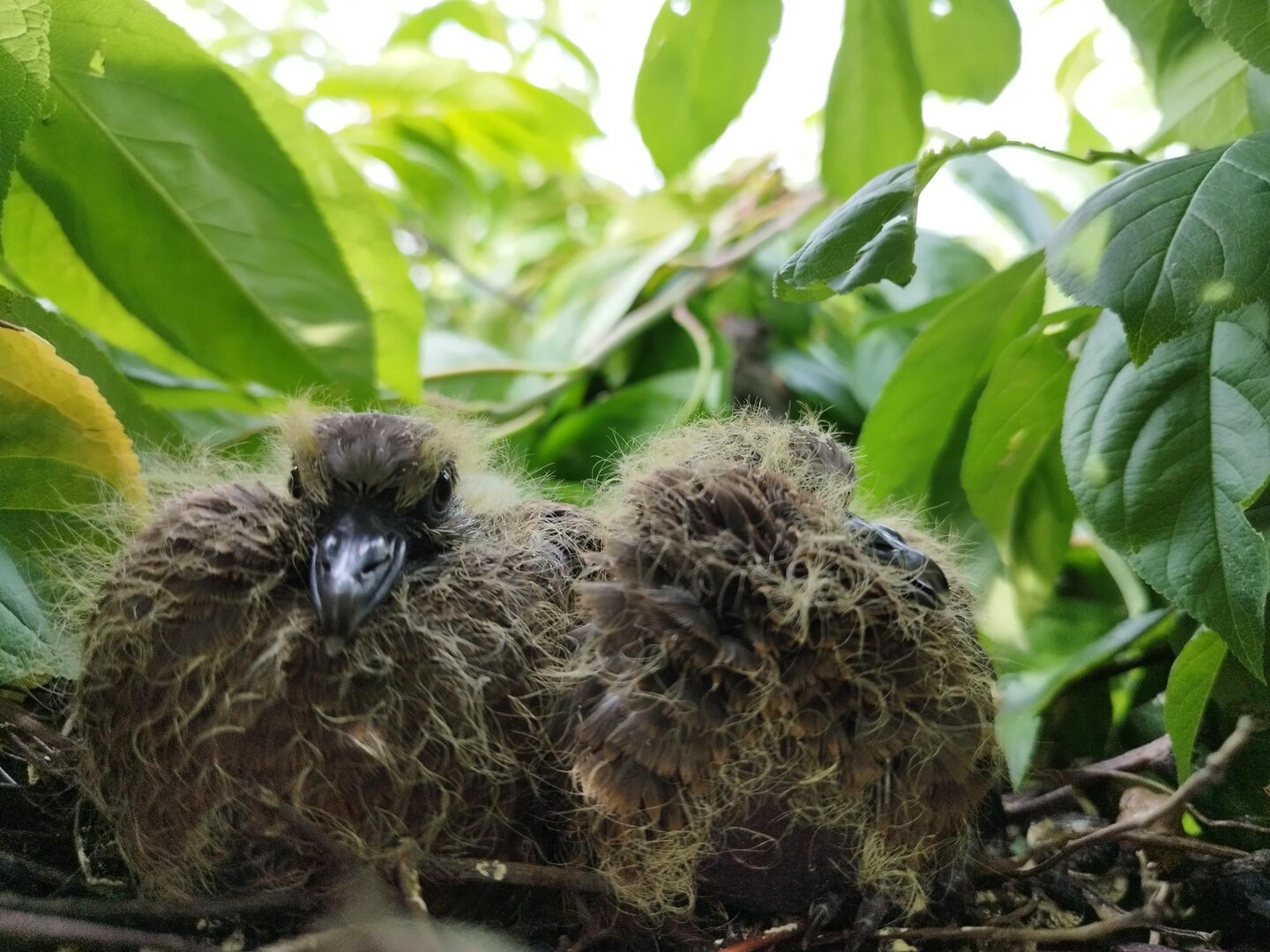 炎天下の中、桃の袋掛けをしていたらキジバ... / k420さんのモーメント | YAMAP / ヤマップ