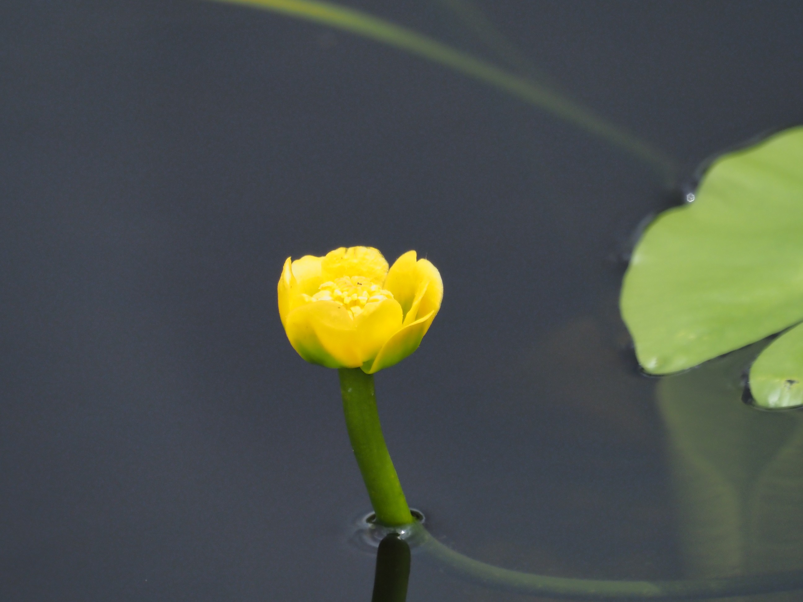 花咲く神仙沼 / satoomoさんのニセコアンヌプリ・イワオヌプリ・チセヌプリの活動データ | YAMAP / ヤマップ