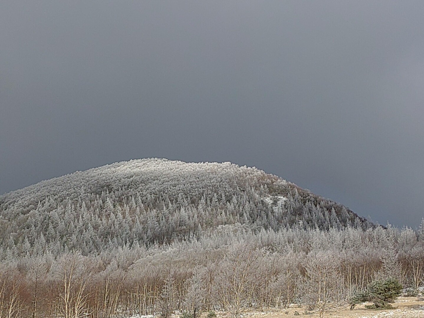 2024_1123_安家森・遠別岳 / bakkyさんの遠島山の活動データ | YAMAP / ヤマップ