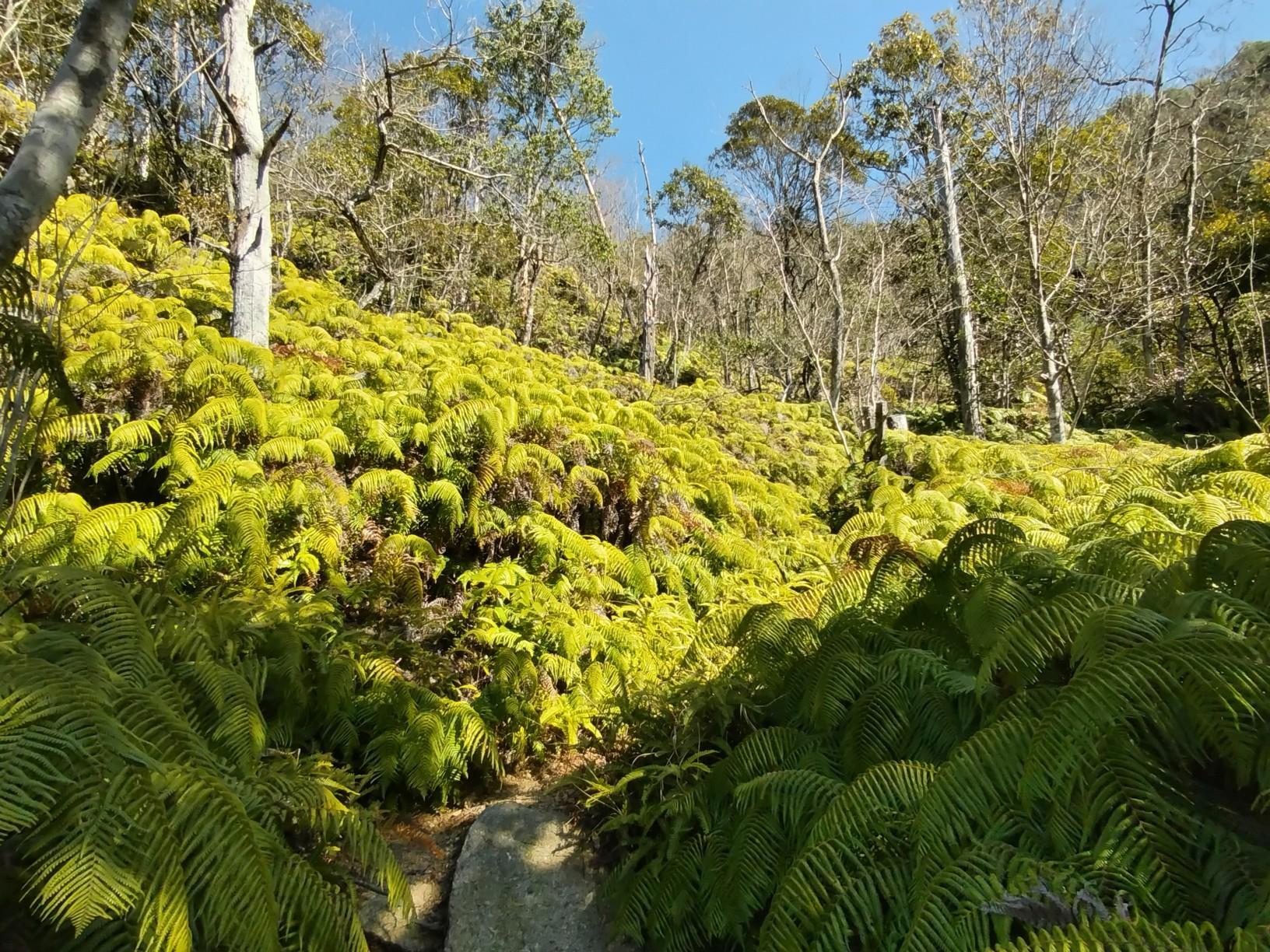 白滝山、幻と化す…😓 / katomicさんの白滝山・大師山の活動データ | YAMAP / ヤマップ