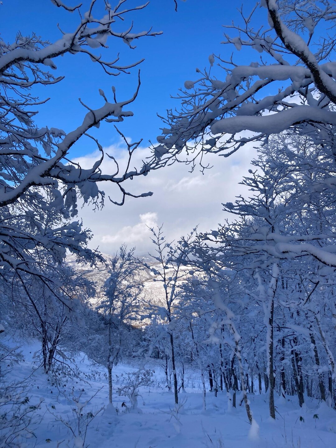 シーズン初スノーシュー・御料山 / yuyu さんの御料山の活動データ | YAMAP / ヤマップ