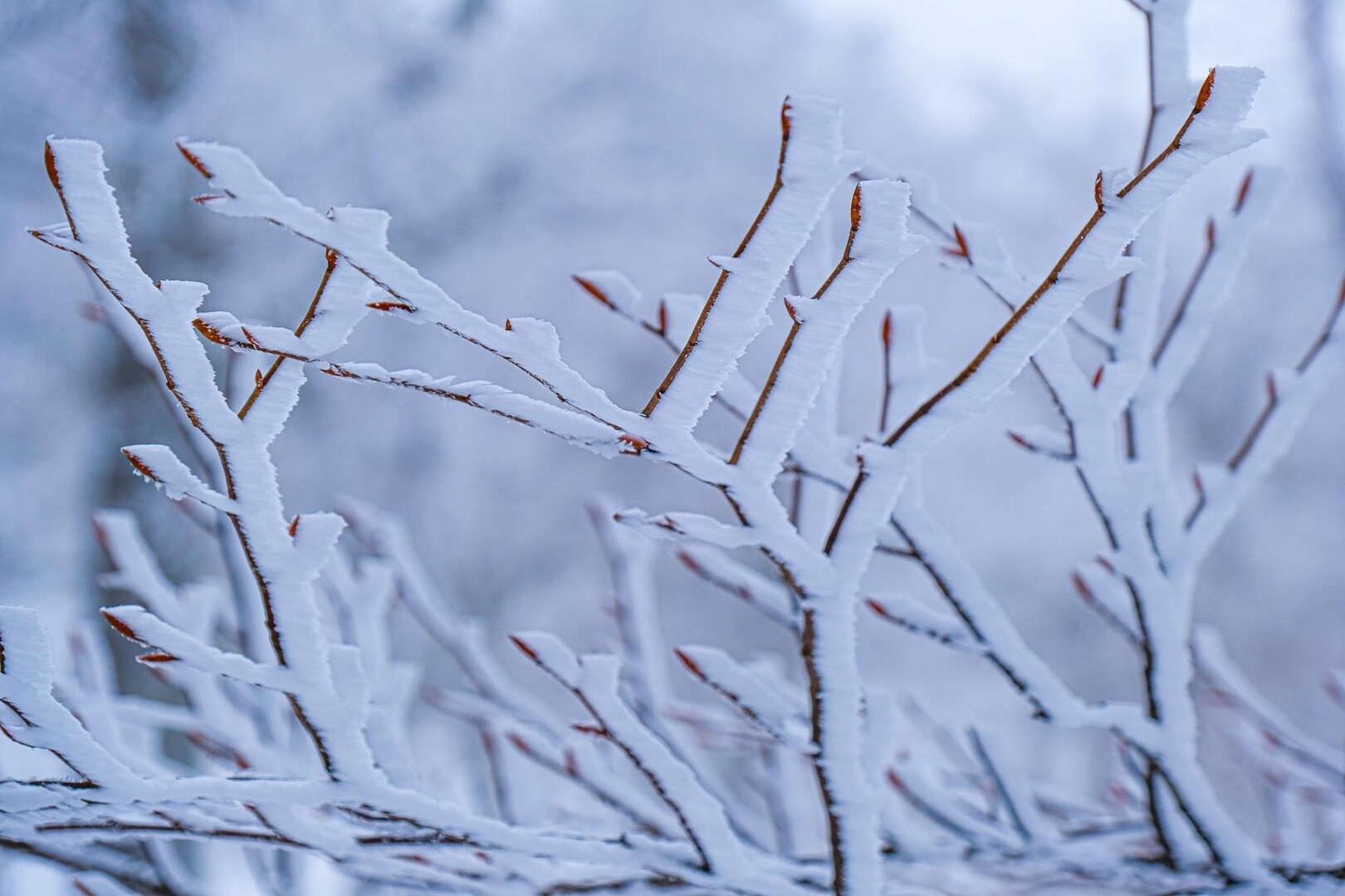 氷ノ山(響の森〜ピストン)※冬季ルート？ / Osaさんの氷ノ山（須賀ノ山）・鉢伏山・瀞川山の活動データ | YAMAP / ヤマップ