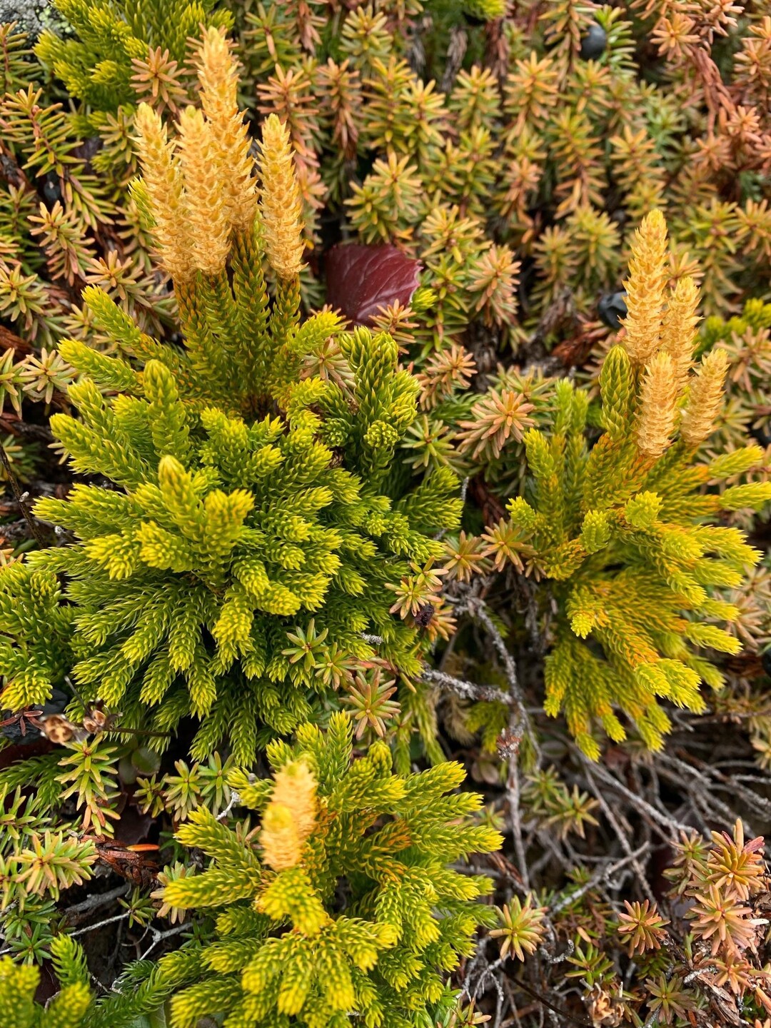 2023/10/28(土)蓼科山 🌤️ / kazeさんの蓼科山・横岳・縞枯山の活動データ | YAMAP / ヤマップ