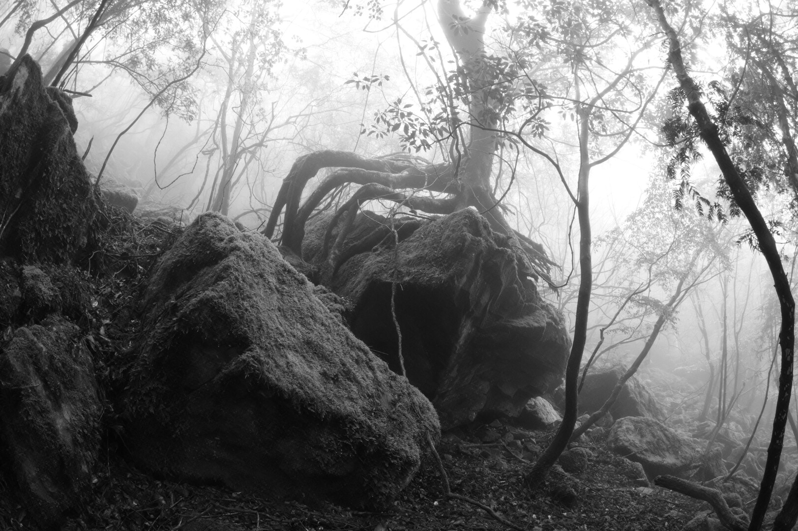 Hikoぶら-霧を愉しむ / 山バッカさんの登山の活動データ | YAMAP / ヤマップ