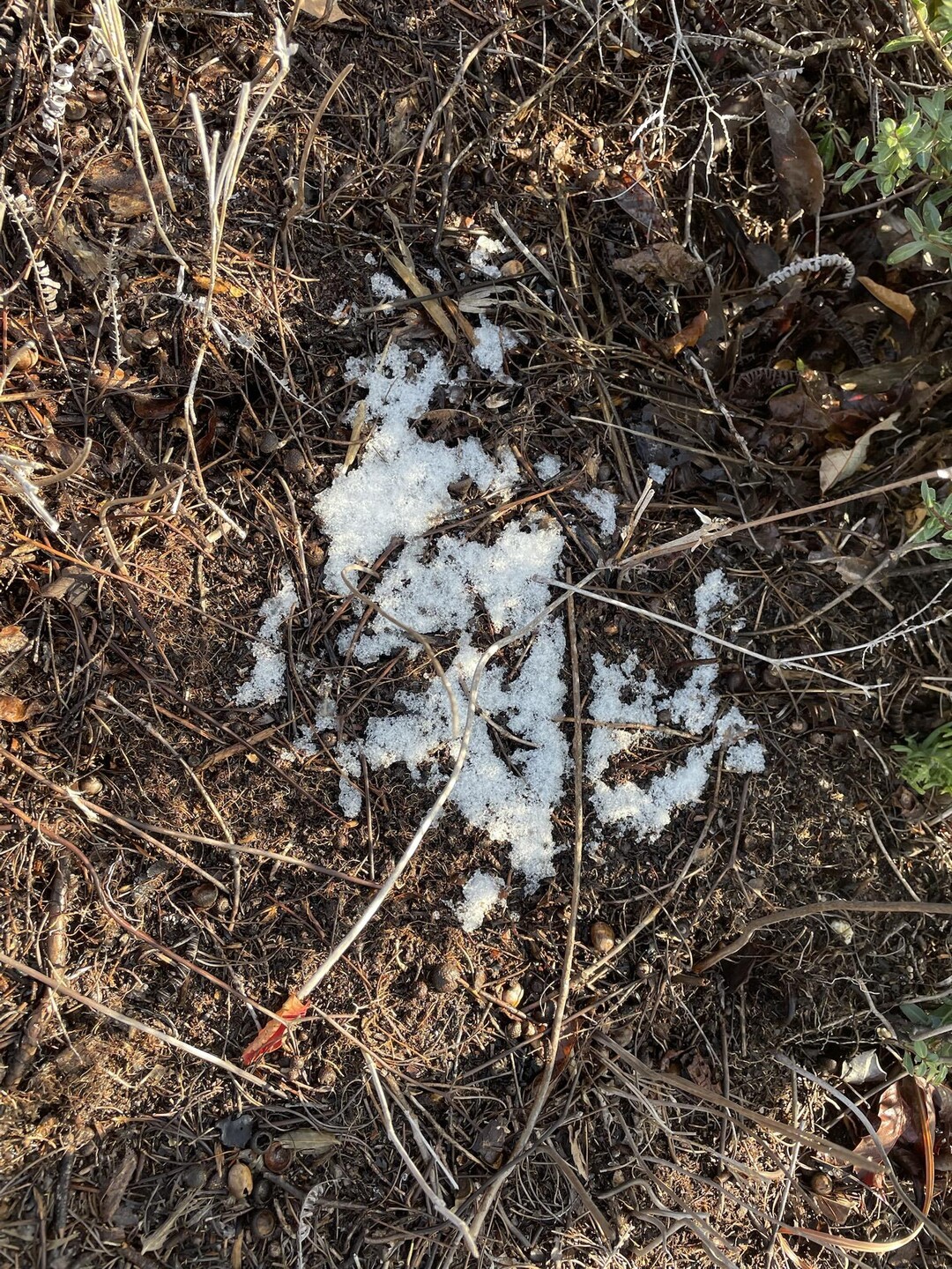 傘山・西小傘 / ムタさんの三倉岳・瓦小屋山の活動データ | YAMAP / ヤマップ