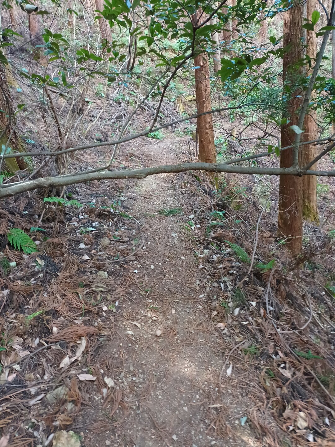 man forestさんの投稿したフィールドメモ | YAMAP / ヤマップ