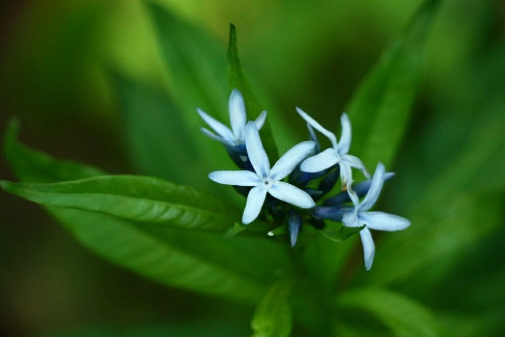 もう2～3週間したら、 この花にも会いに... / R1さんのモーメント | YAMAP / ヤマップ