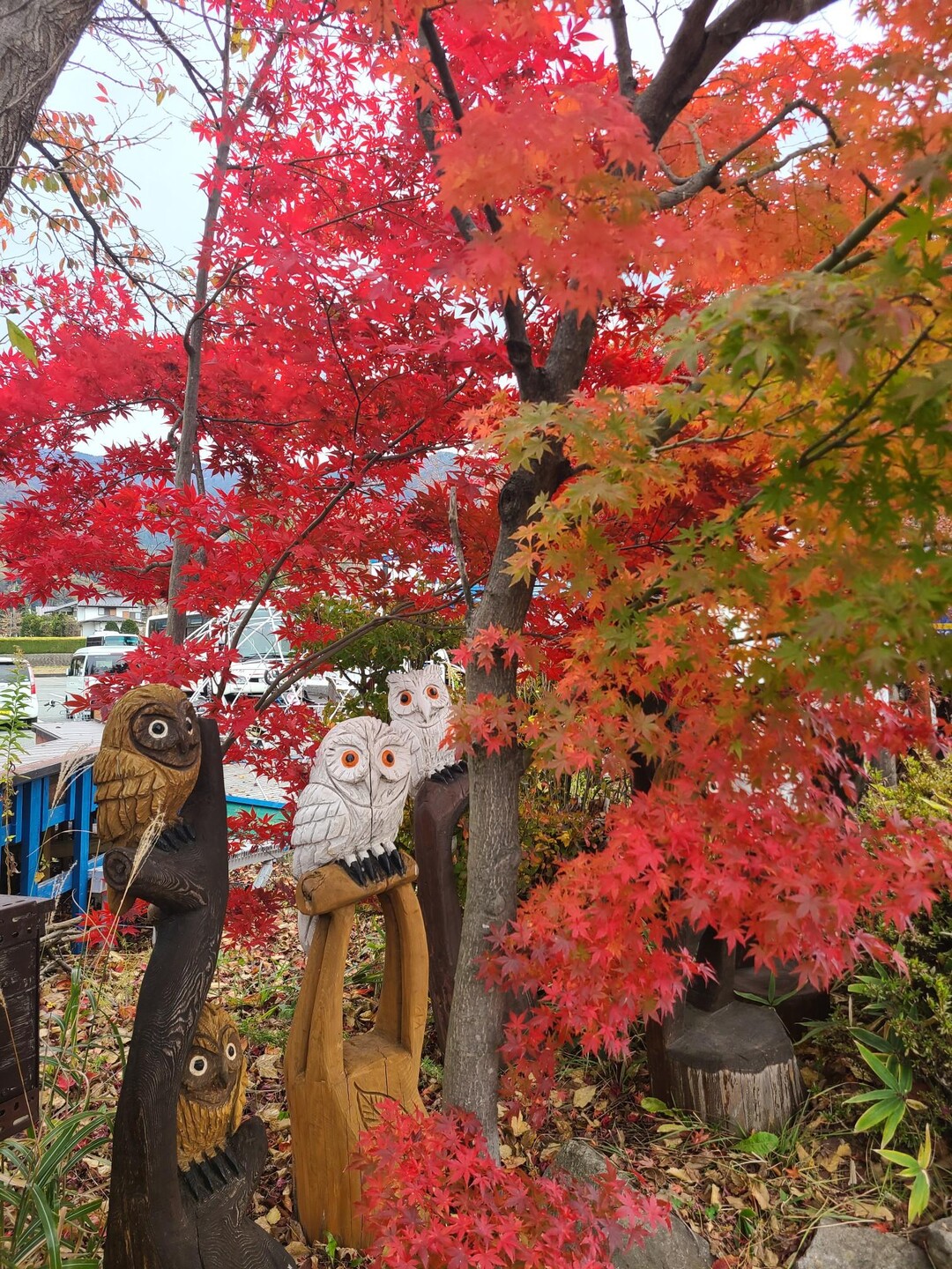 あっ！ 今年、紅葉🍁見ていない…… 見... / tetsuさんのモーメント | YAMAP / ヤマップ