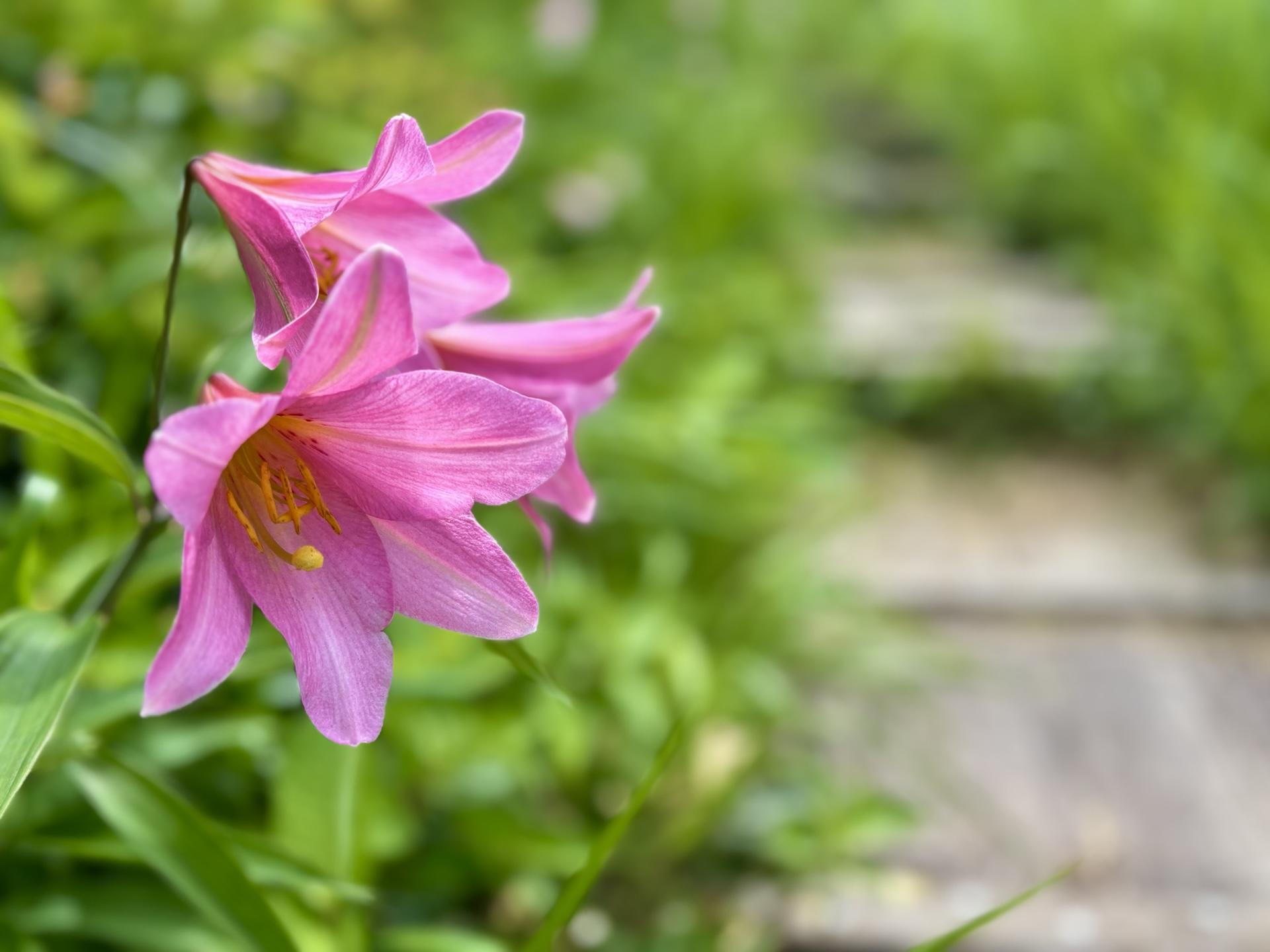 ヒメサユリに癒されて前岳・浅草岳 / chieさんの浅草岳・鬼ヶ面山の活動データ | YAMAP / ヤマップ