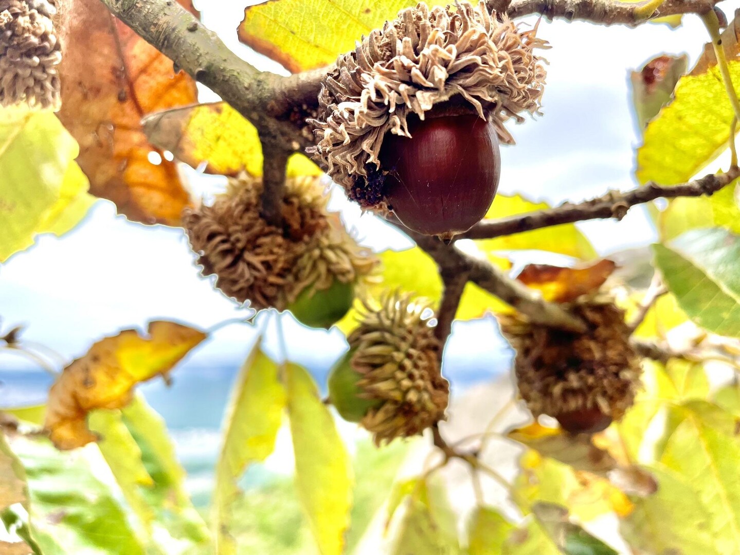 ひさびさ歩荷ミクラ / KIMIYAさんの高御位山・播磨アルプスの活動データ | YAMAP / ヤマップ