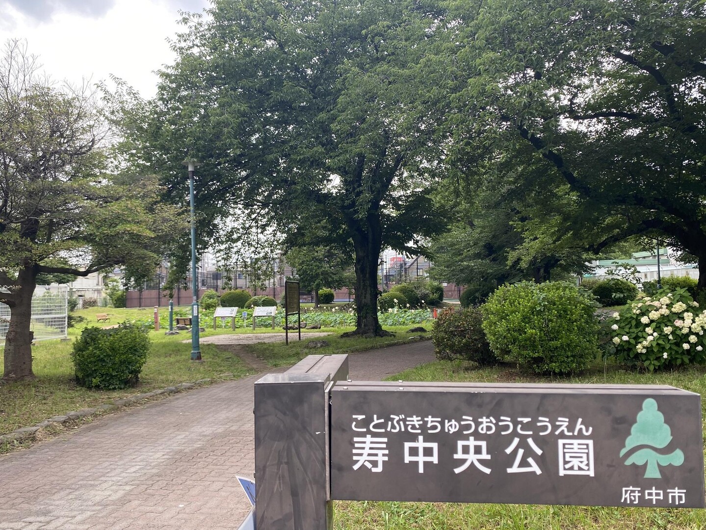 ウォーキング-2024-06-27 / Eccoさんのウォーキングの活動データ | YAMAP / ヤマップ