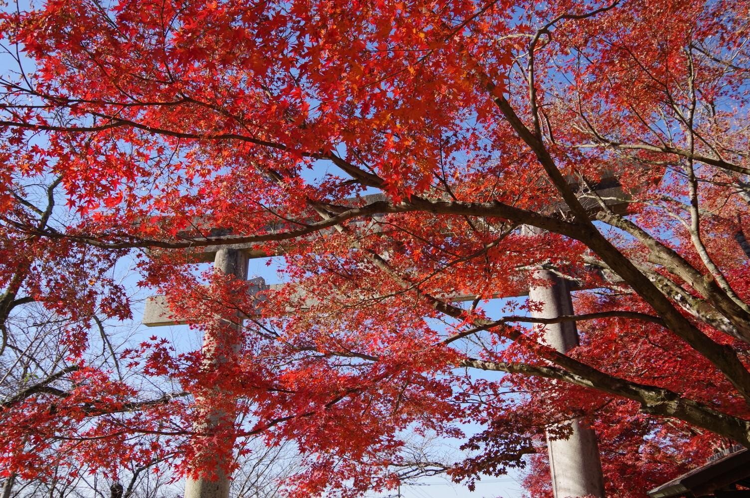 燃える竈門神社 / yossyさんの宝満山・三郡山・若杉山の活動データ | YAMAP / ヤマップ