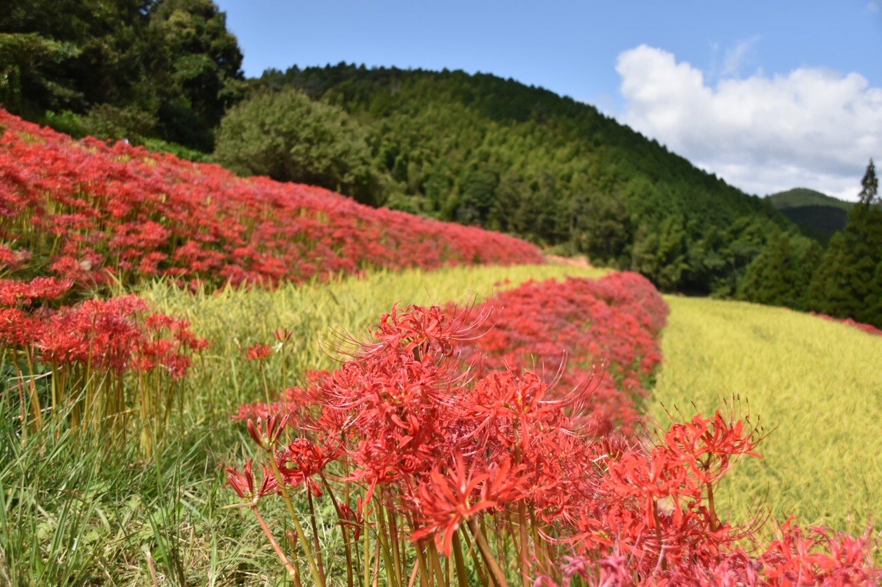 2020.9.27 母を連れて黒木のヨシ... / kawaさんのモーメント | YAMAP / ヤマップ
