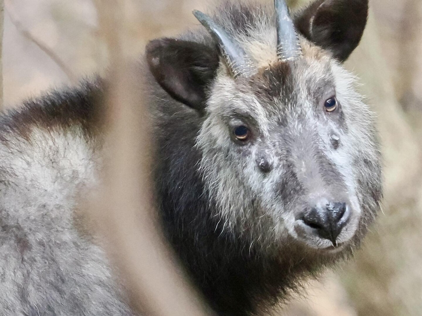 猿投山 629.今年70回目達成！ / hitoさんの猿投山・物見山の活動日記 | YAMAP / ヤマップ